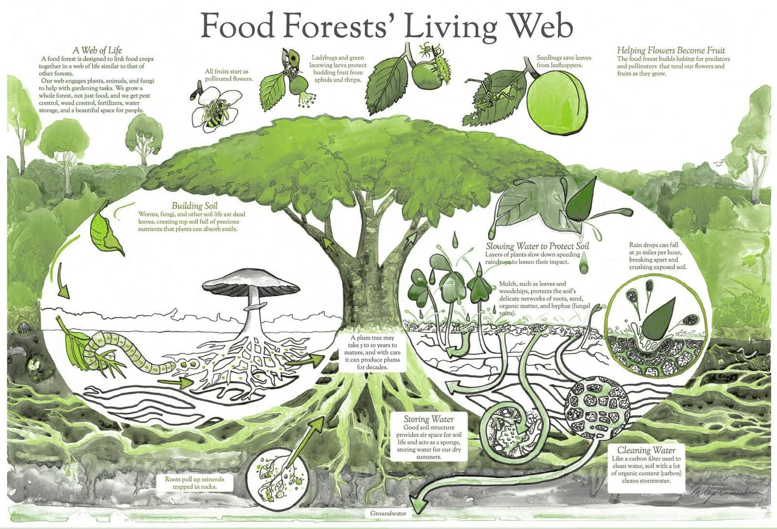 Let's turn the Philippines into a giant food forest - Fractal Farming