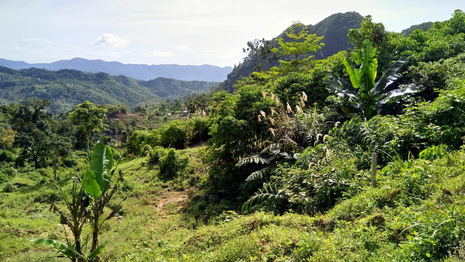 Puting Bato Food Forest - Fractal Farming